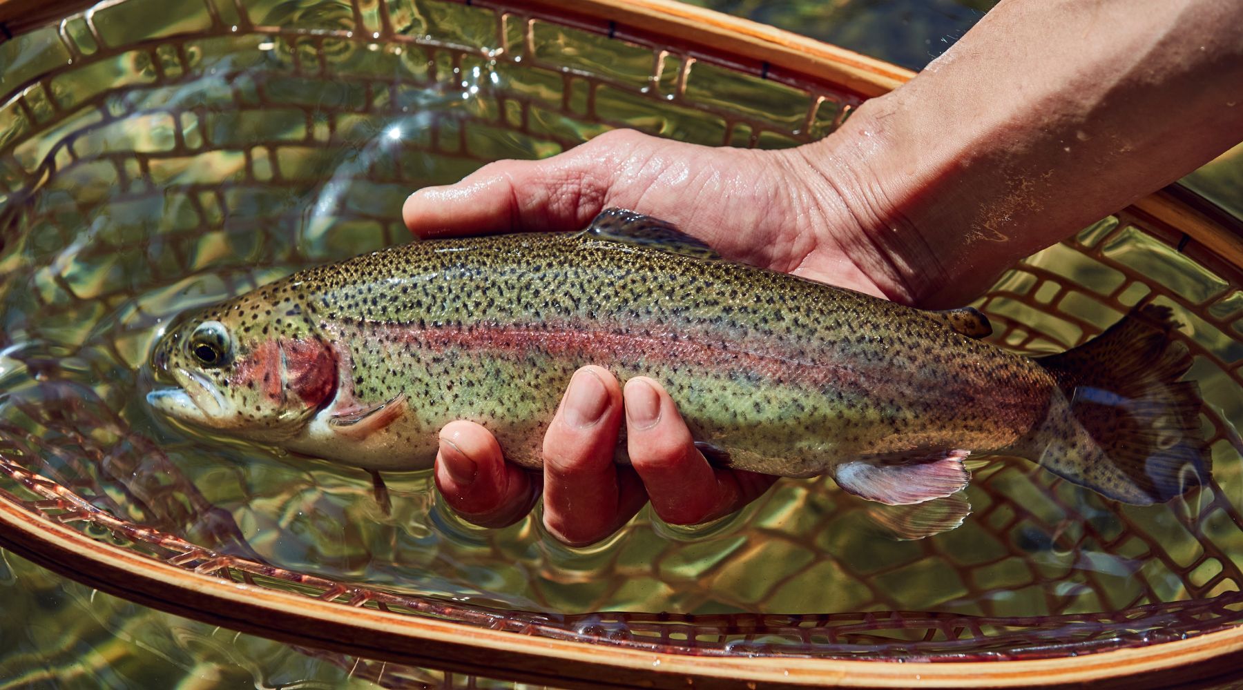 Blue Lining For Trout: Stepping Off The Beaten Path – Tom Beckbe
