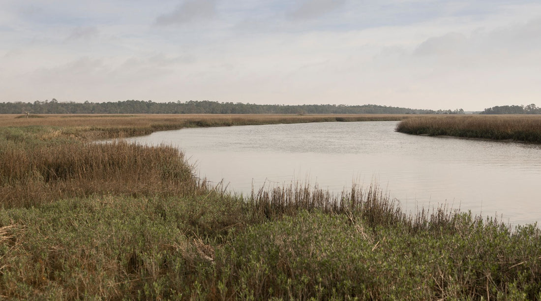 Trash Bird – Tom Beckbe