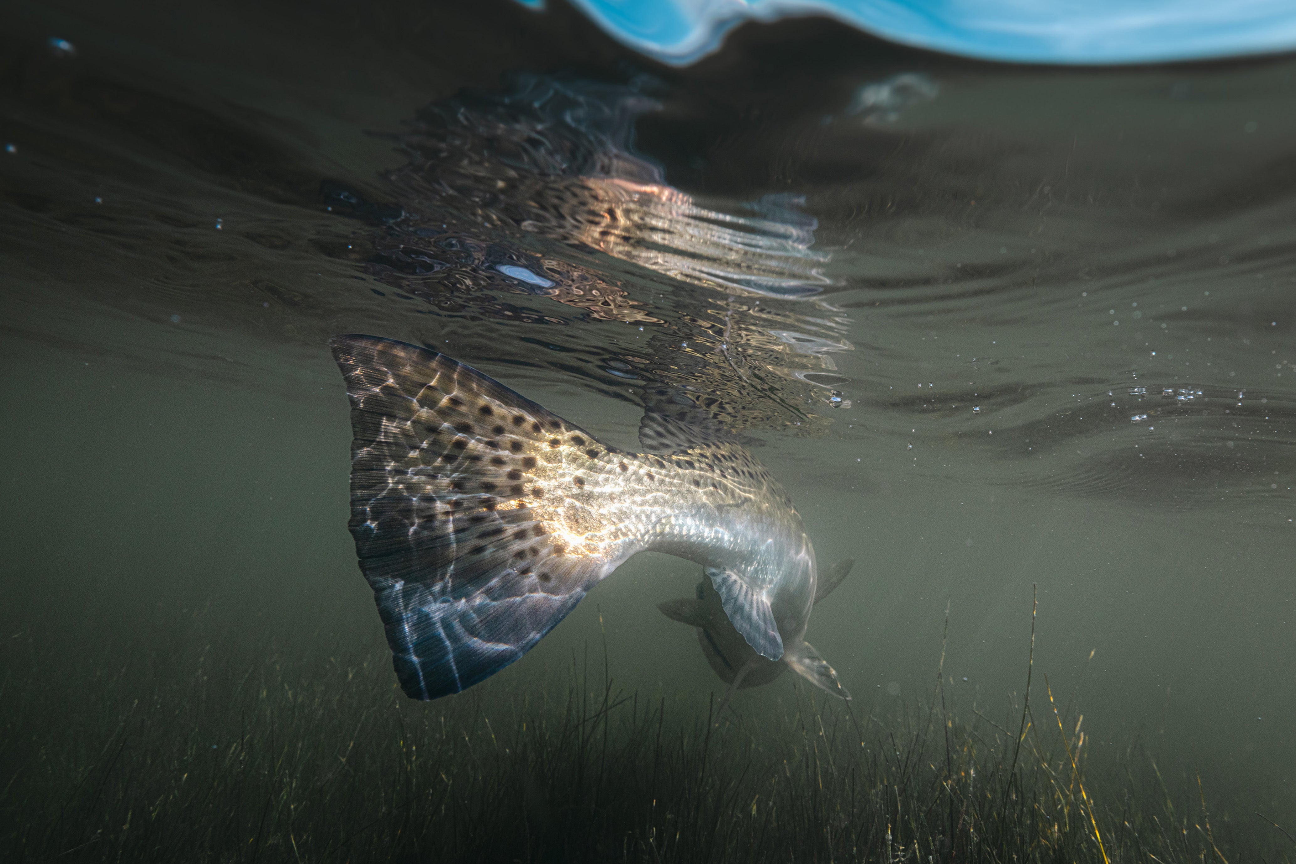 The Grind of Fishing – Tom Beckbe