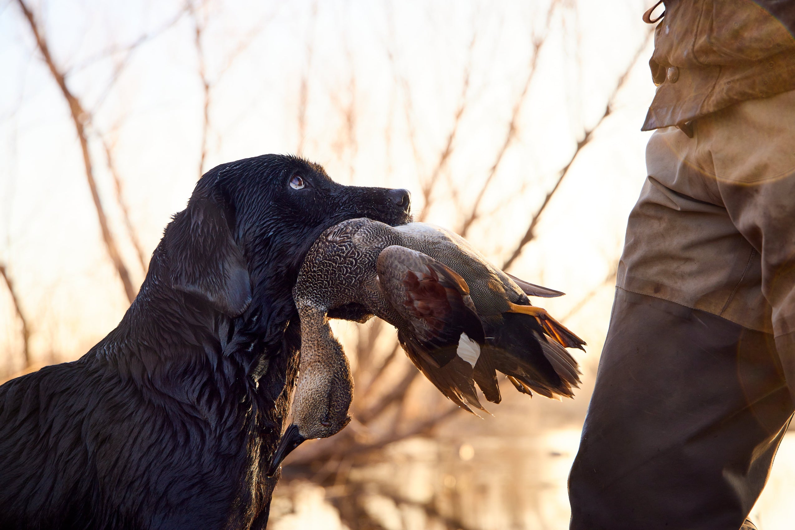 Zen and the Art of Gun Dogs – Tom Beckbe