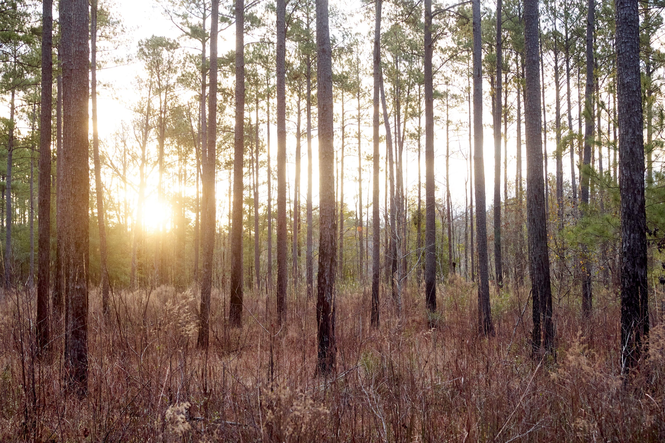 On Becoming New Again – Tom Beckbe